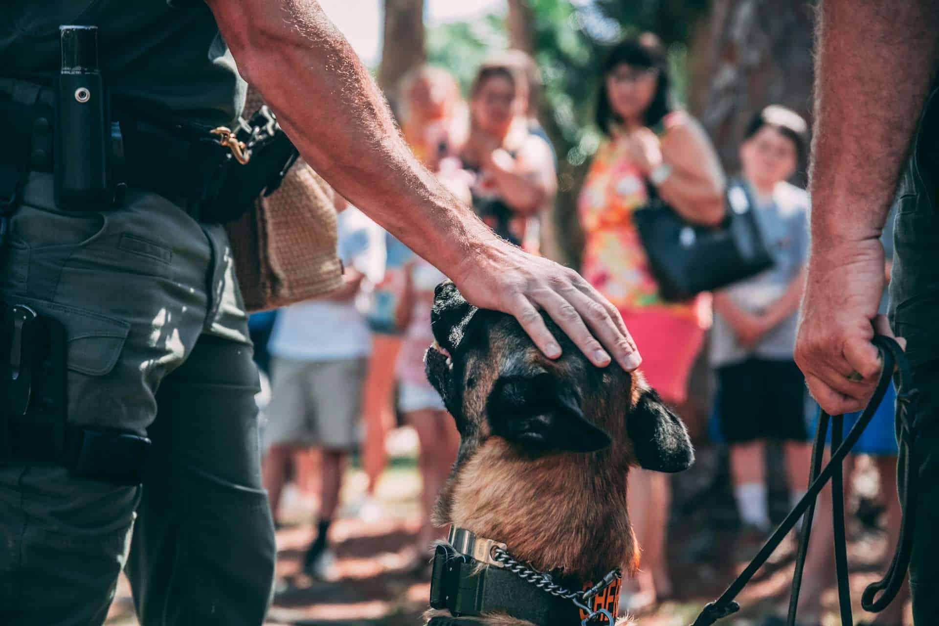 K-9 Security Guard Job Description